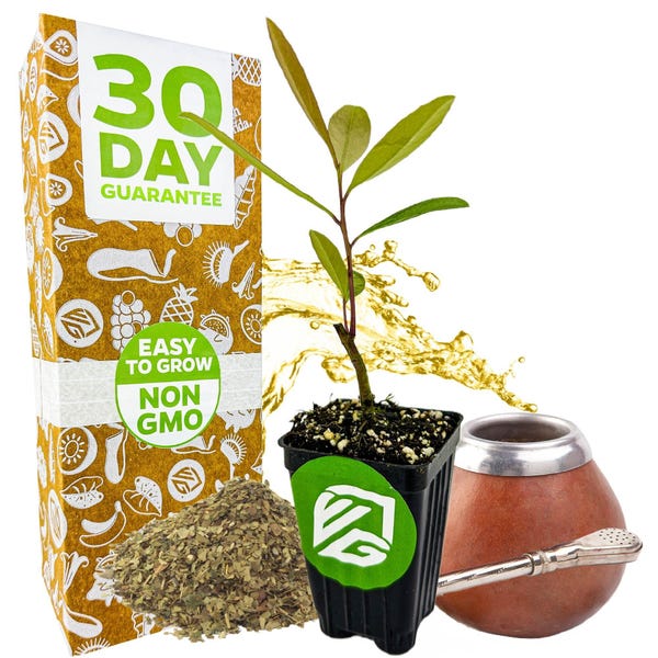 Mate Yerba Plant - Etsy