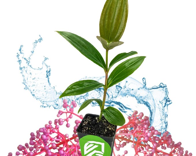 Royal Intenz Magnifica Medinilla Plantlive Well Rooted Starter Plant ...