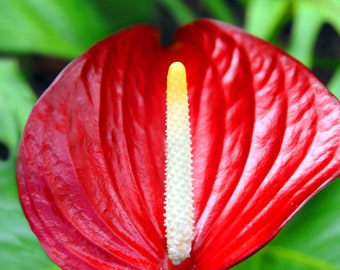 Fire Flower Plant Live - Etsy