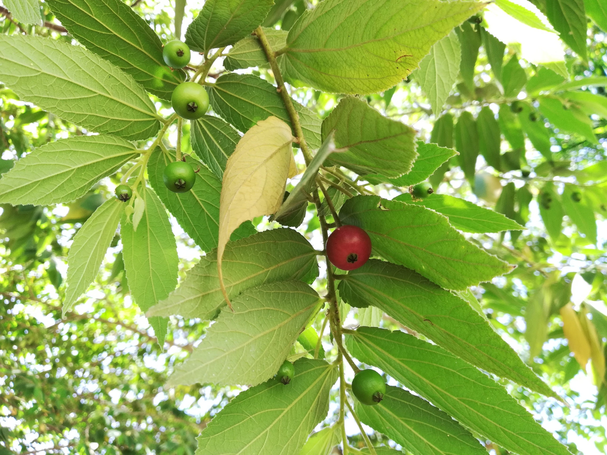 Red Jamaican Cherry strawberry Tree Muntingia Calabura | Etsy