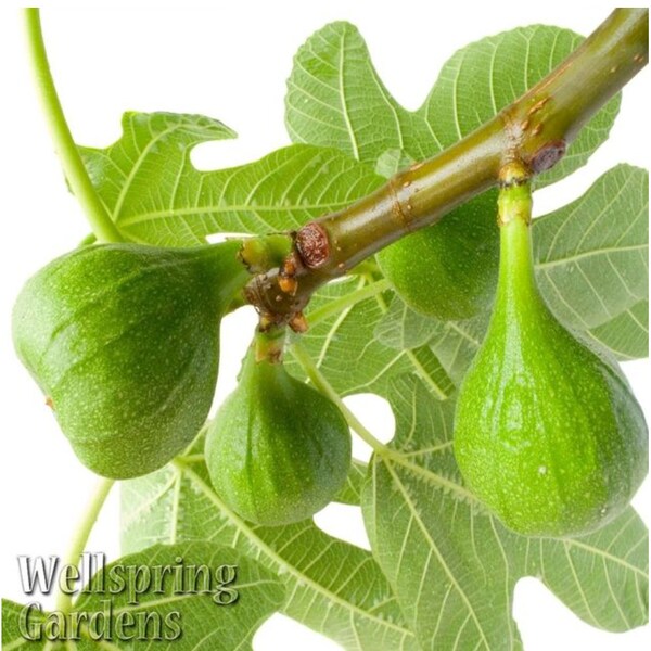 Italian Honey Fig Tree - Etsy