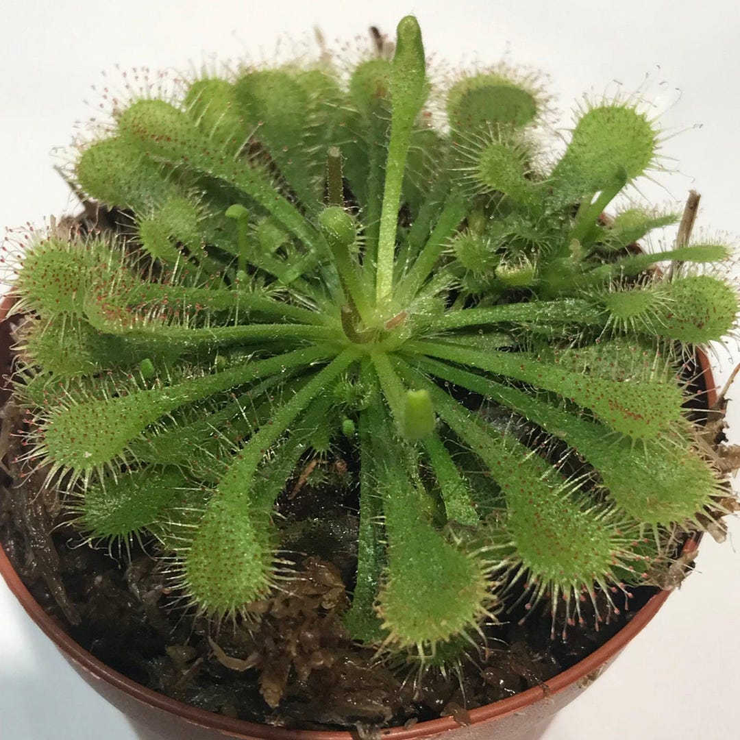 Spoonleaf Sundew Carnivorous Drosera Spathulata Live Plant - Etsy