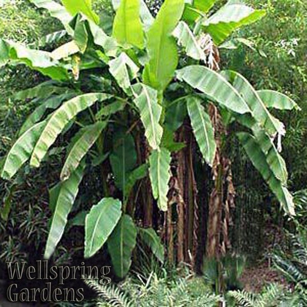 Musa Basjoo Banana Plant - Etsy
