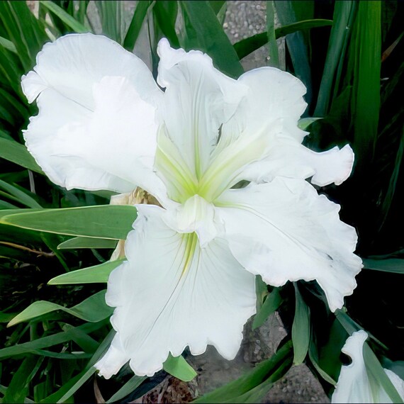 Flor Silvestre Del Estado De Luisiana