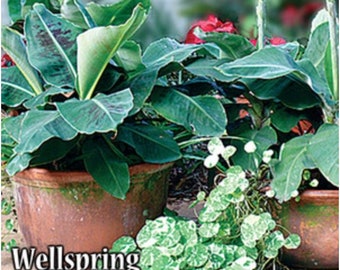 4 Musa 'truly Tiny' world's Smallest Edible Banana Plant - Etsy