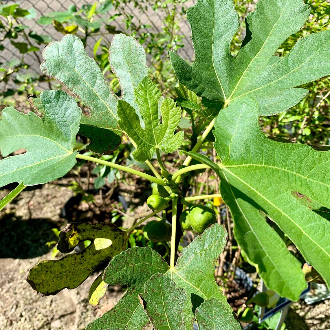 Beer's Black Fig dwarf Habit Ficus Carica Live Plant - Etsy