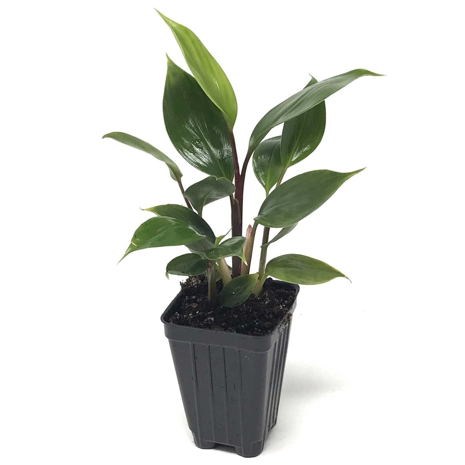 Golden Brush Dwarf Ginger Burbidgea Schizocheila Live - Etsy