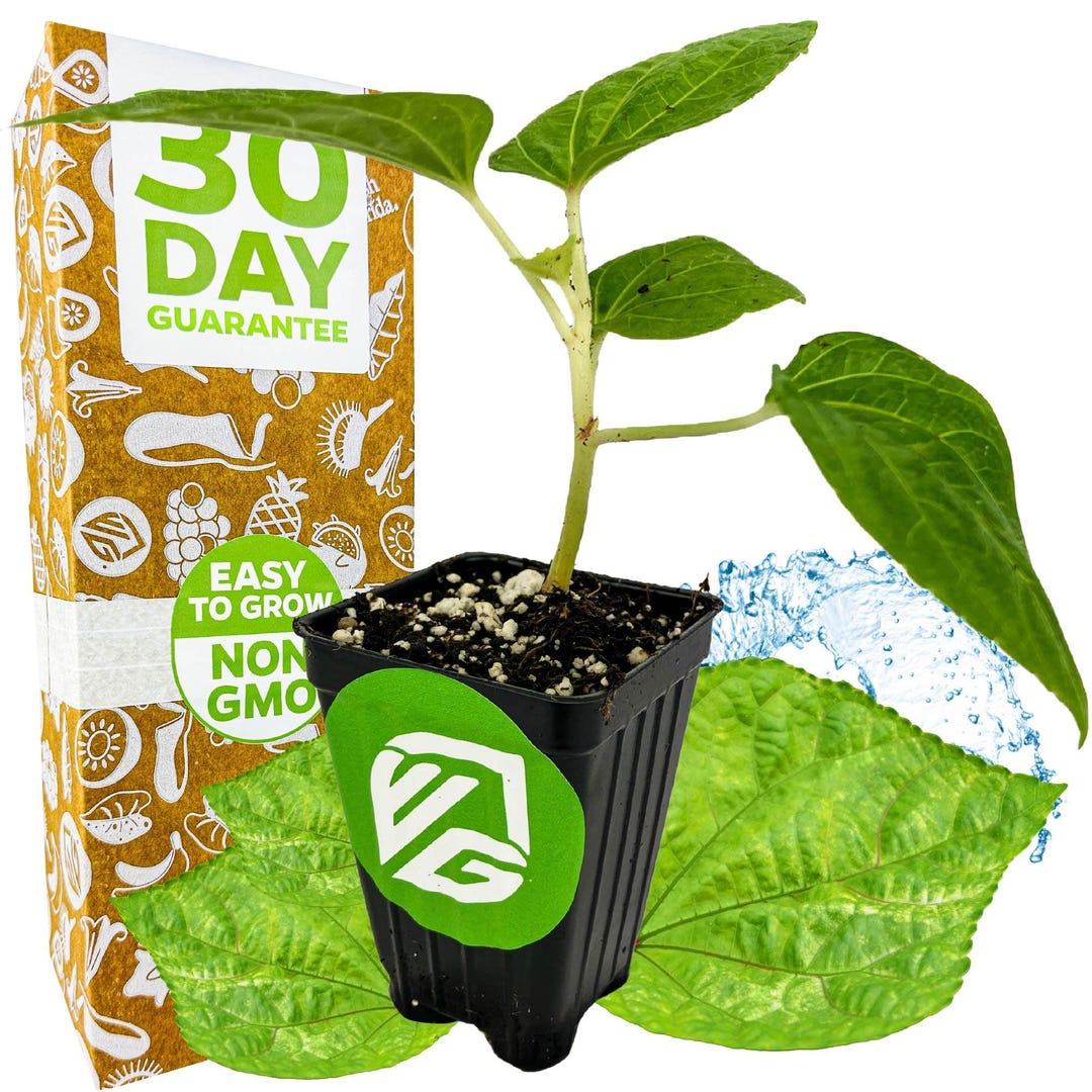 Kiko's Crump™ South Sea Salad (bele) Tree - Abelmoschus Manihot - Live ...