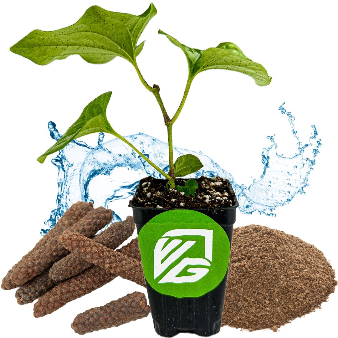 Long Pepper Vine Live Plant Piper Longum Wellspring Gardens Starter ...