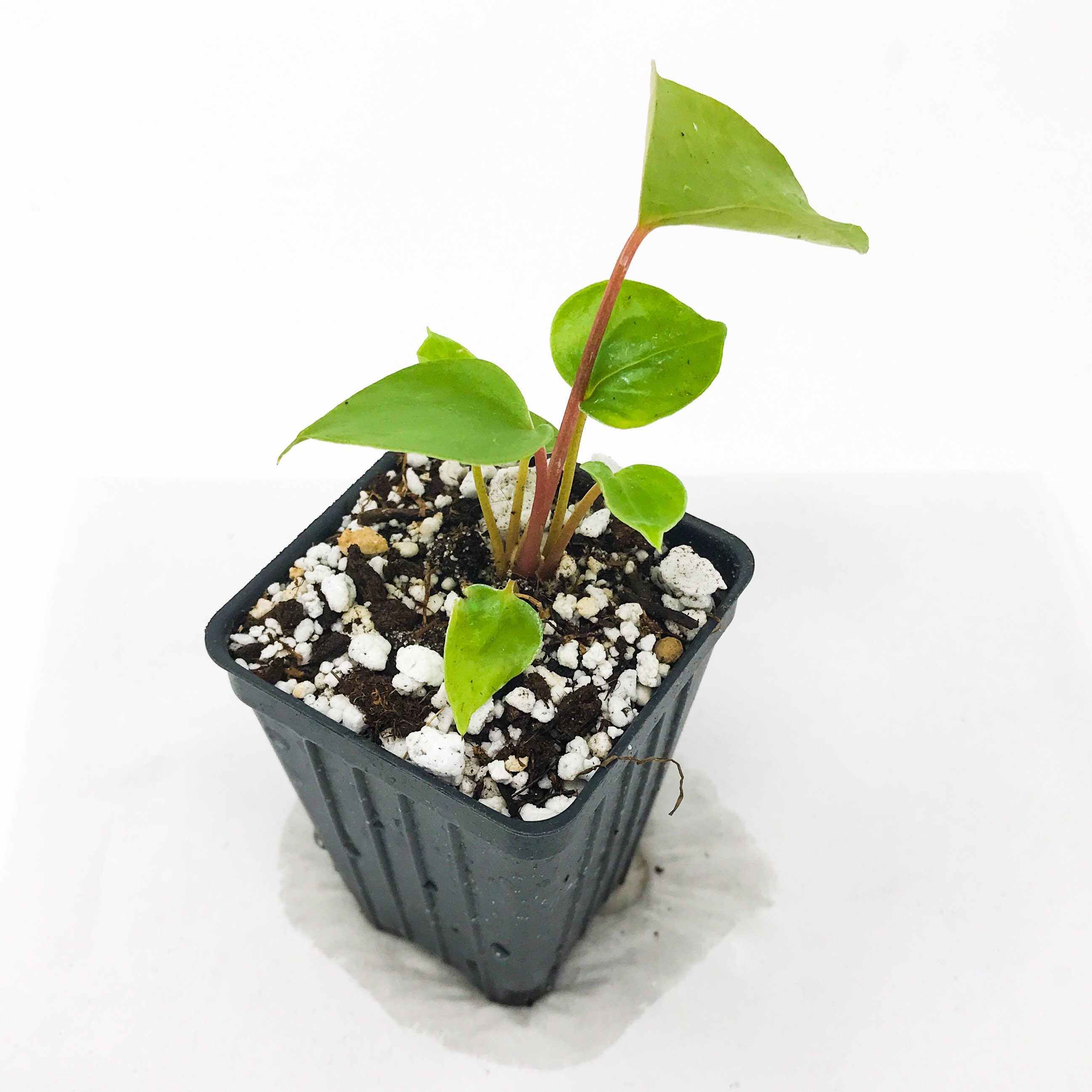 Anthurium Oaxaca Houseplant Anthurium Live Plant - Etsy