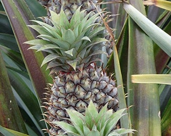 Elite Gold Pineapple Ananas Comosus Live Plant | Etsy