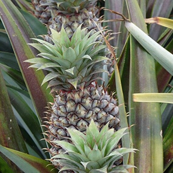 Sugarloaf Pineapple kona Sugarloaf Ananas Comosus Live | Etsy