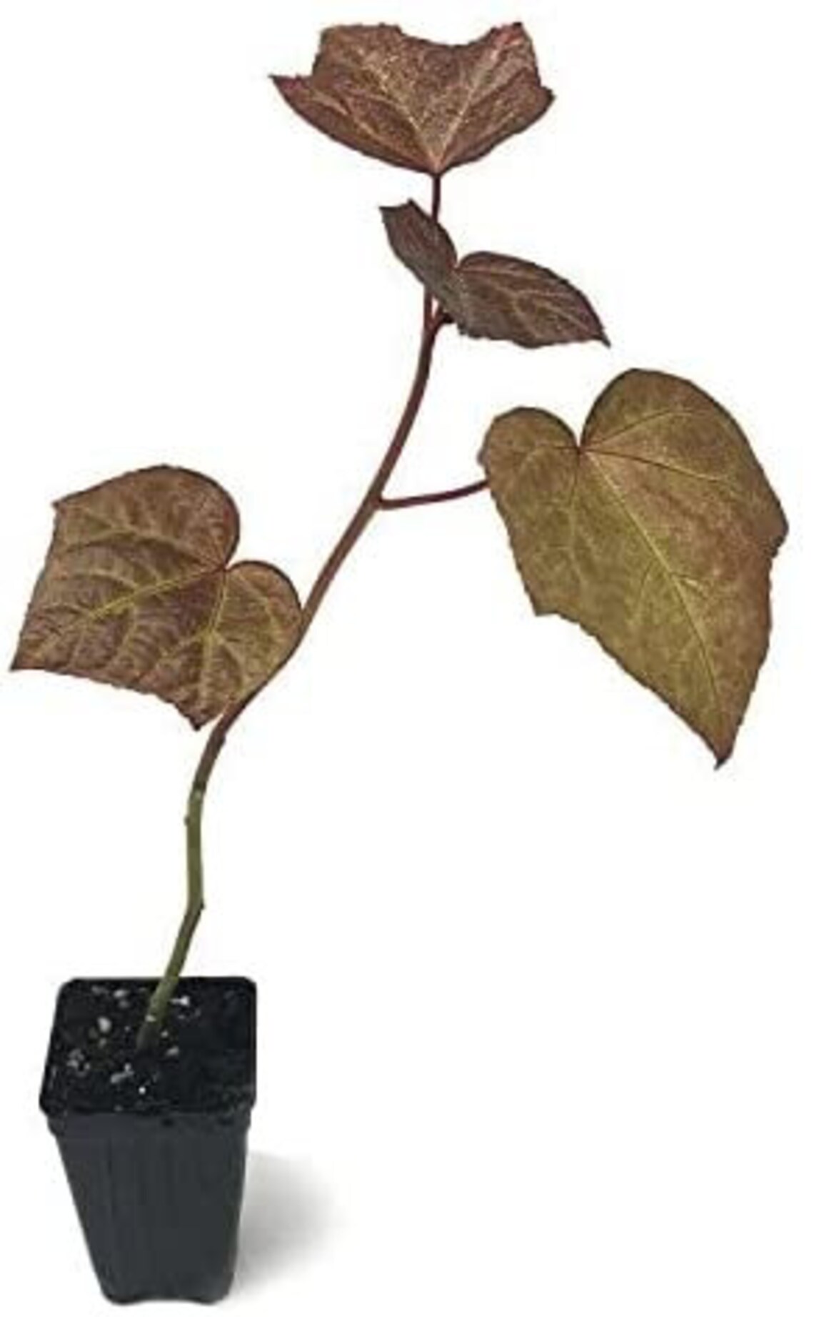 Auntie Lilli's™ South Sea Salad Bele Tree Abelmoschus - Etsy