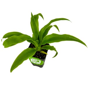 Elite Gold Pineapple Ananas Comosus Live Plant - Etsy