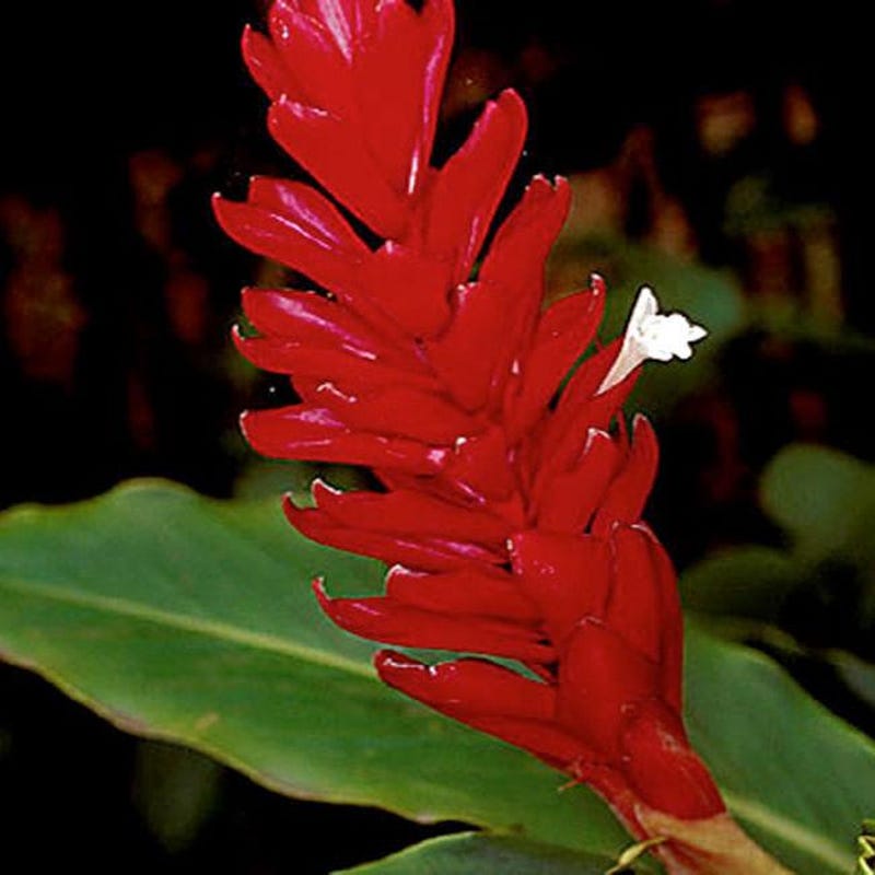 Red Ginger - Etsy