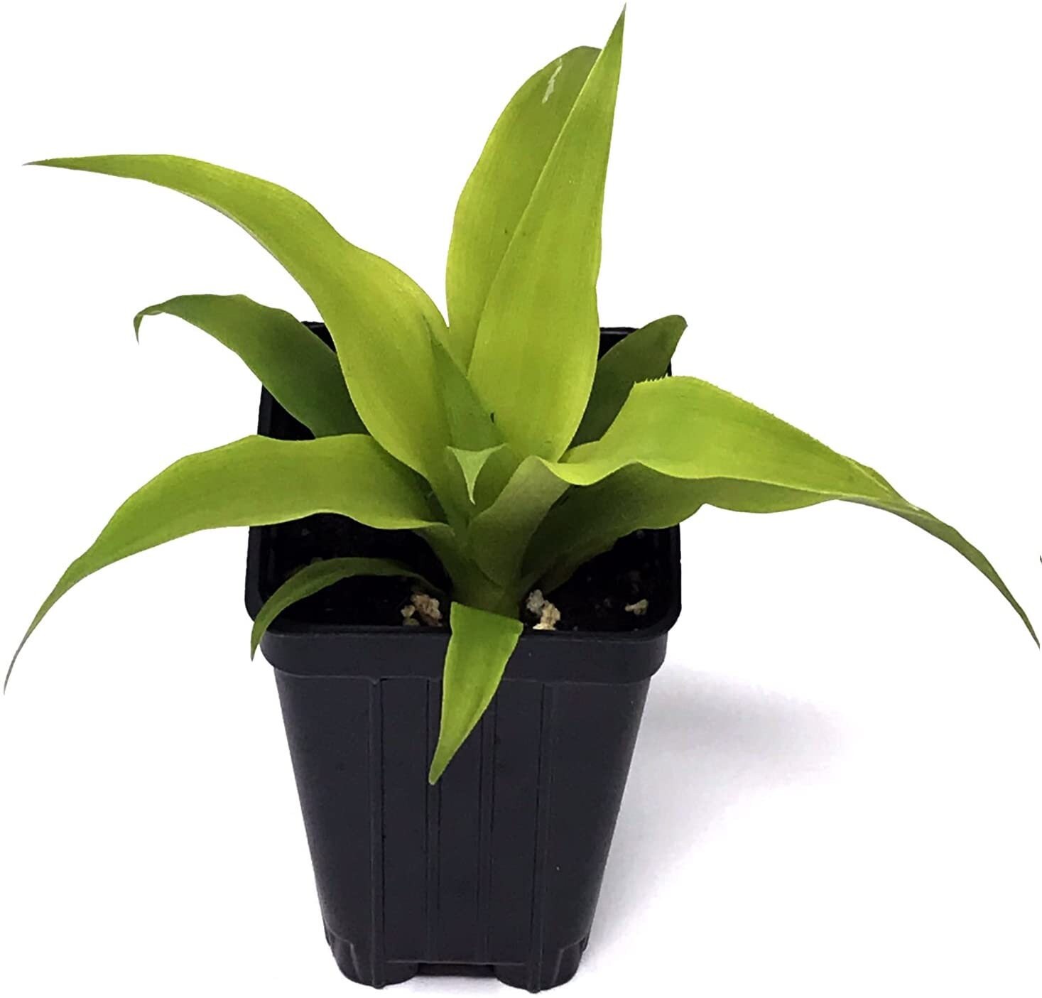 Elite Gold Pineapple Ananas Comosus Live Plant | Etsy