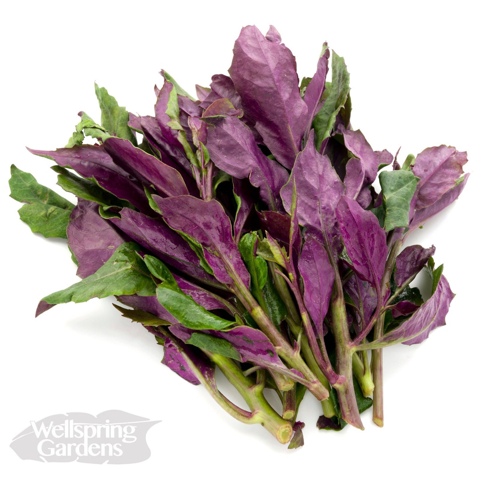 Okinawa Spinach Gynura Crepioides Live Plant - Etsy