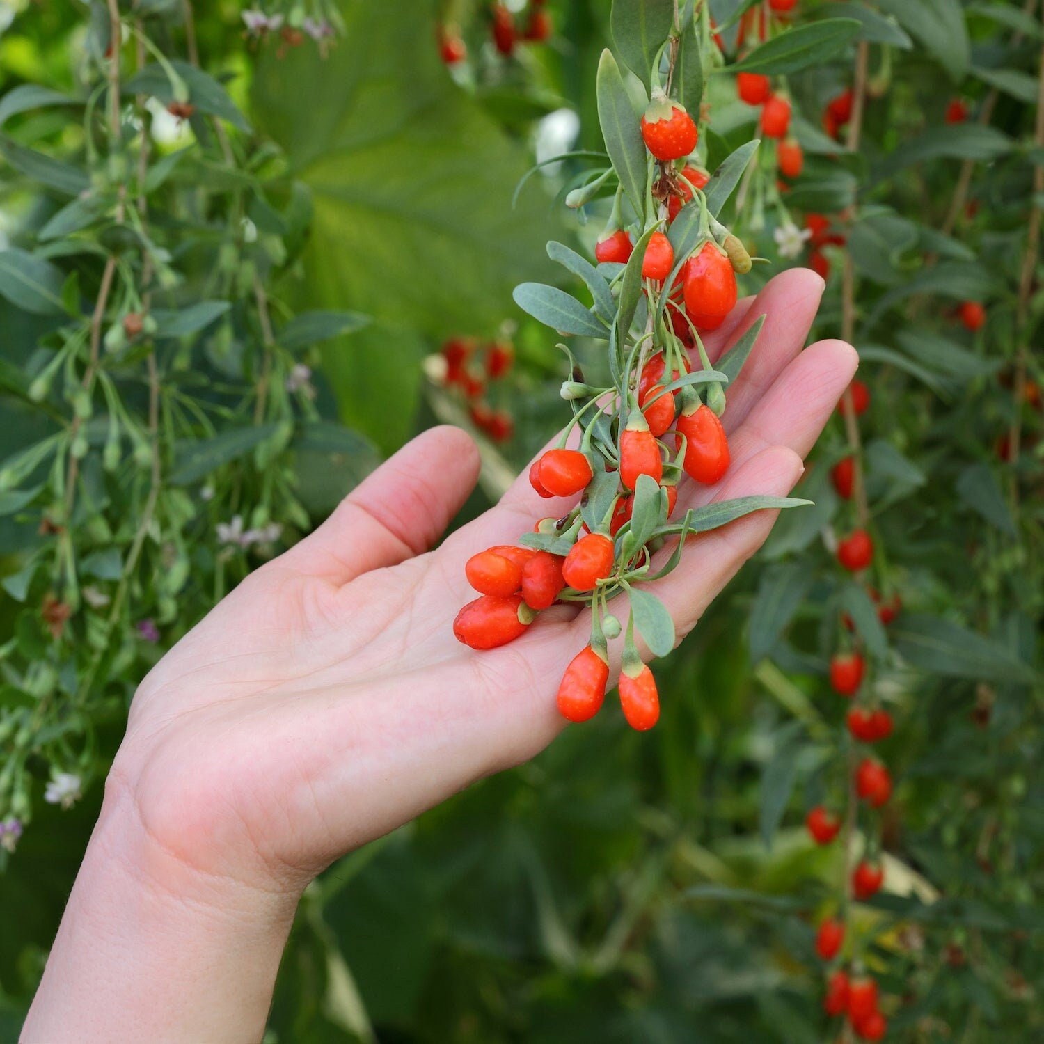 Goji Berries Plants