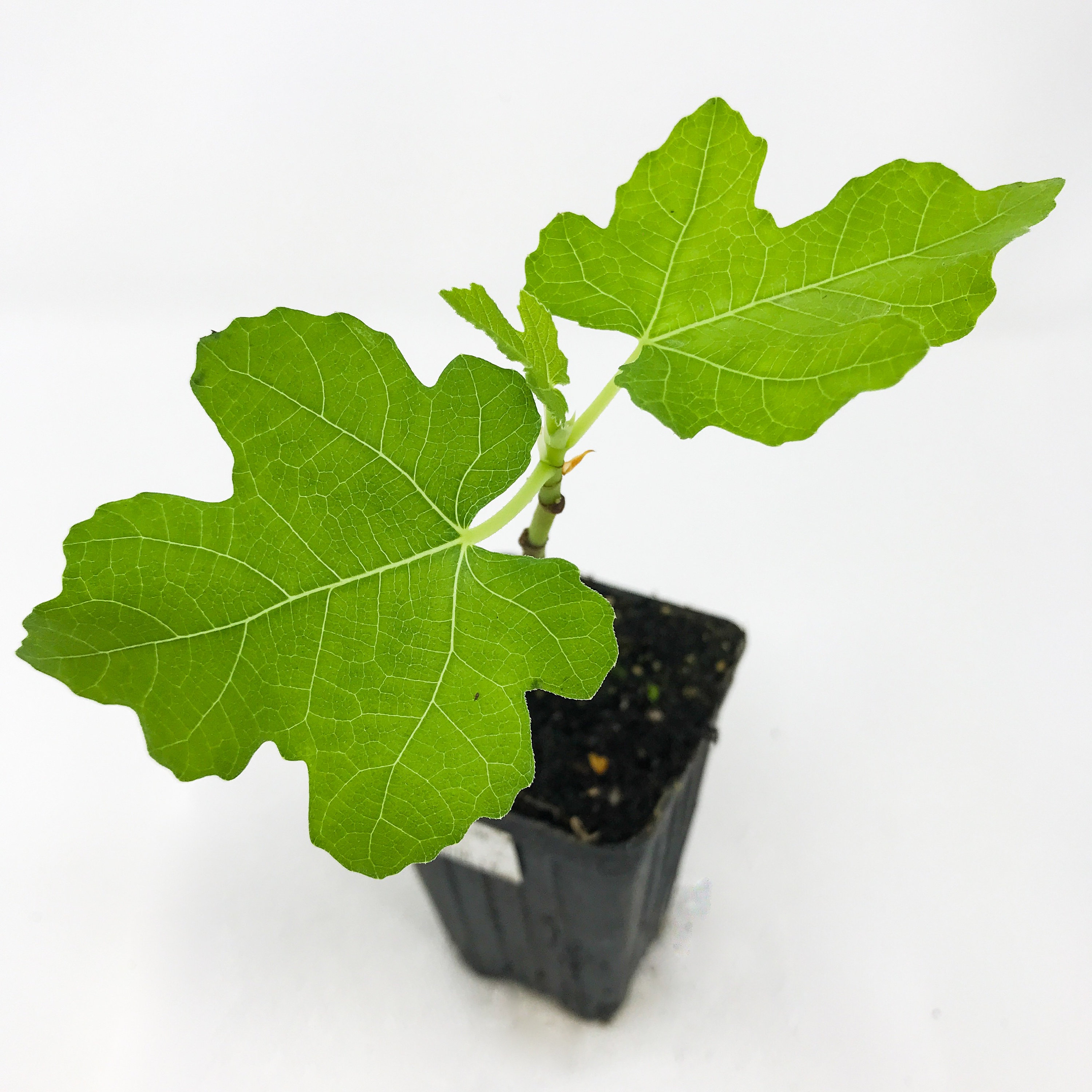 Magnolia Fig Ficus Carica Live Plant - Etsy