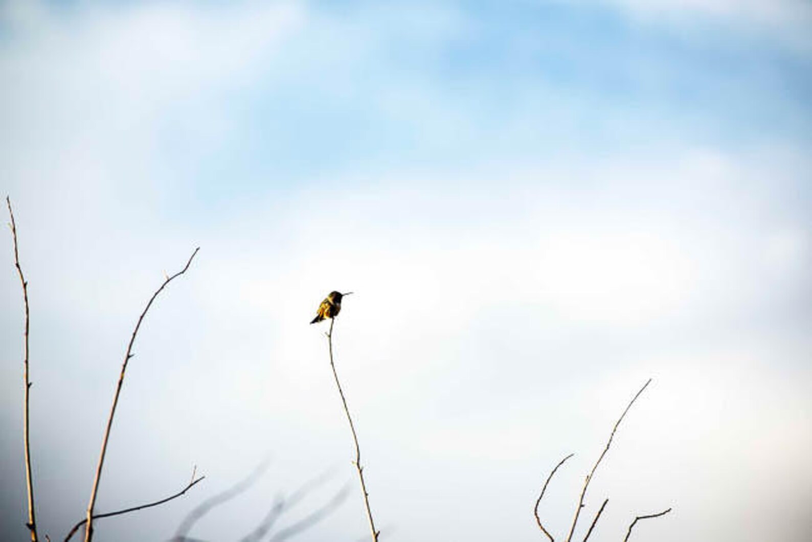 Photography Digital Download Nature Bird on a Wire Art Photography bird ...