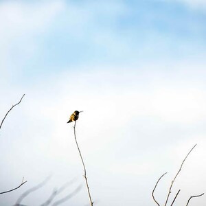 Photography Digital Download Nature Bird on a Wire Art Photography bird ...