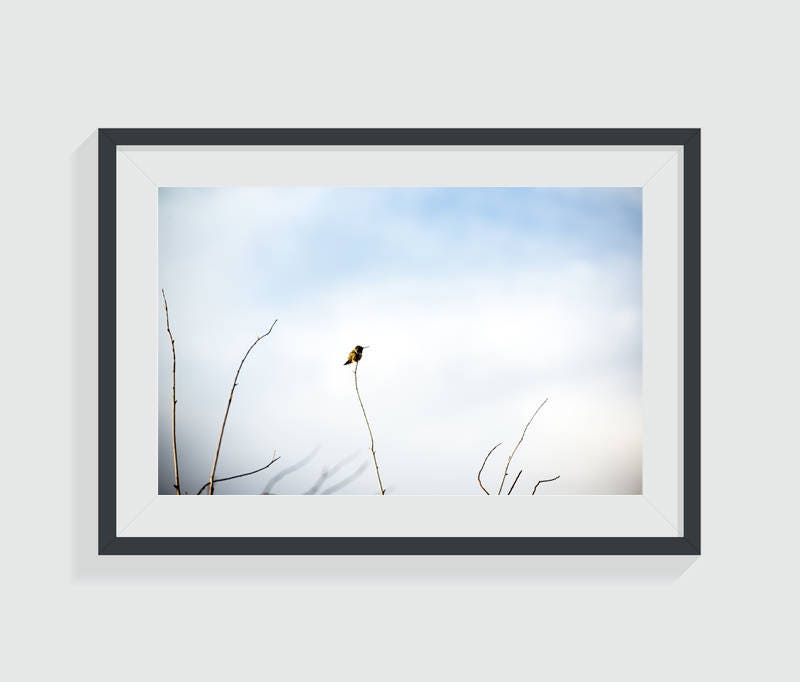 Photography Digital Download Nature Bird on a Wire Art Photography bird ...