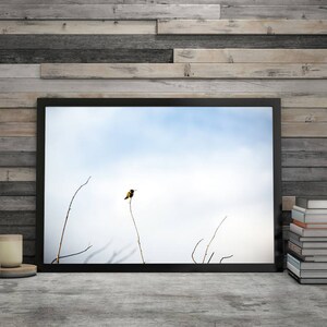 Photography Digital Download Nature Bird on a Wire Art Photography bird ...