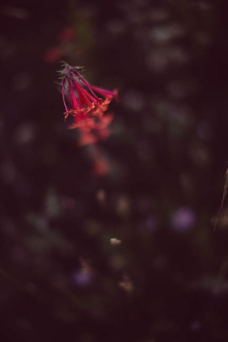 Red Fairy Trumpet Wall Art, Red Flowers, Nature Photography, Landscape ...