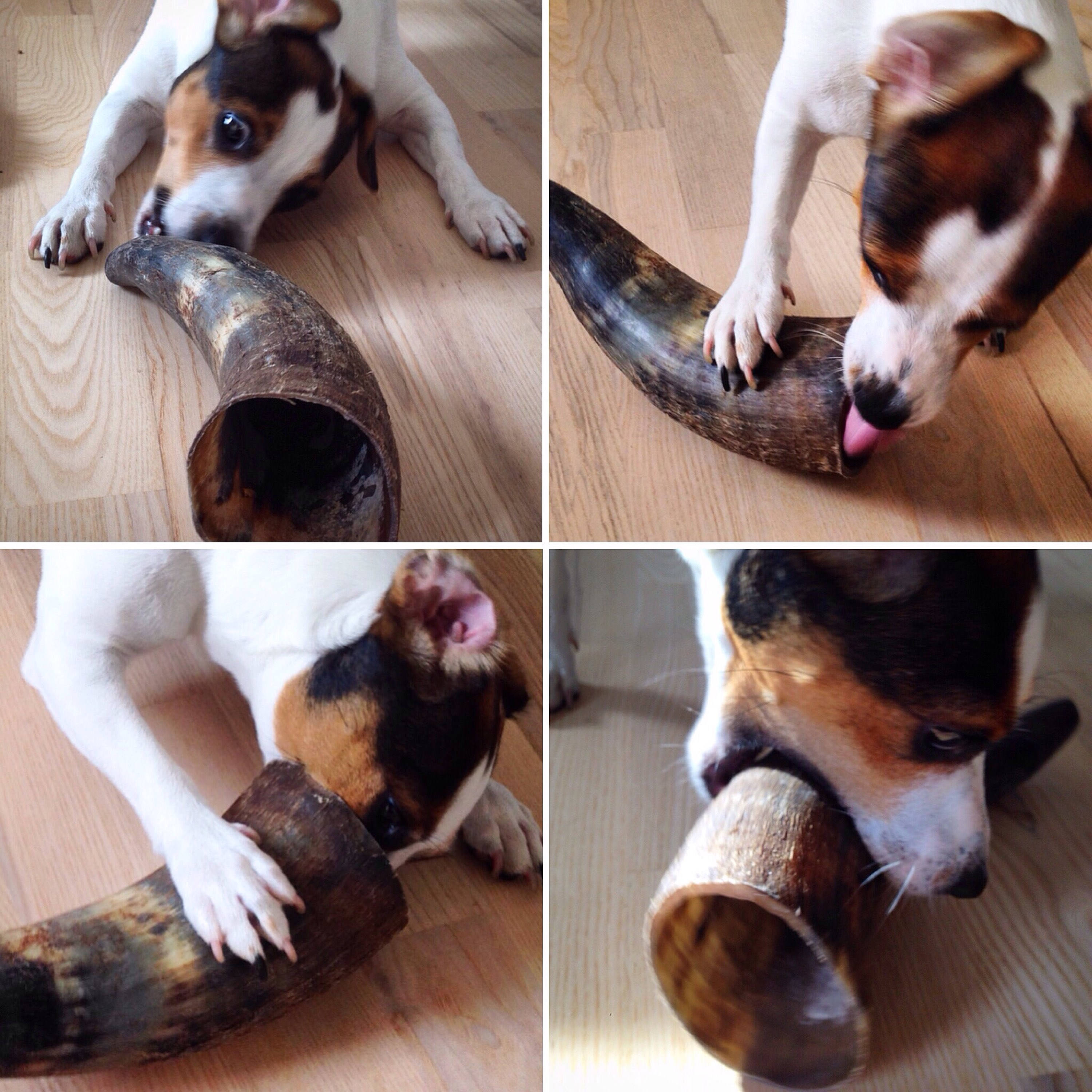 large-cow-horn-dogs-chew-toy-the-perfect-all-natural-chew-toy-for