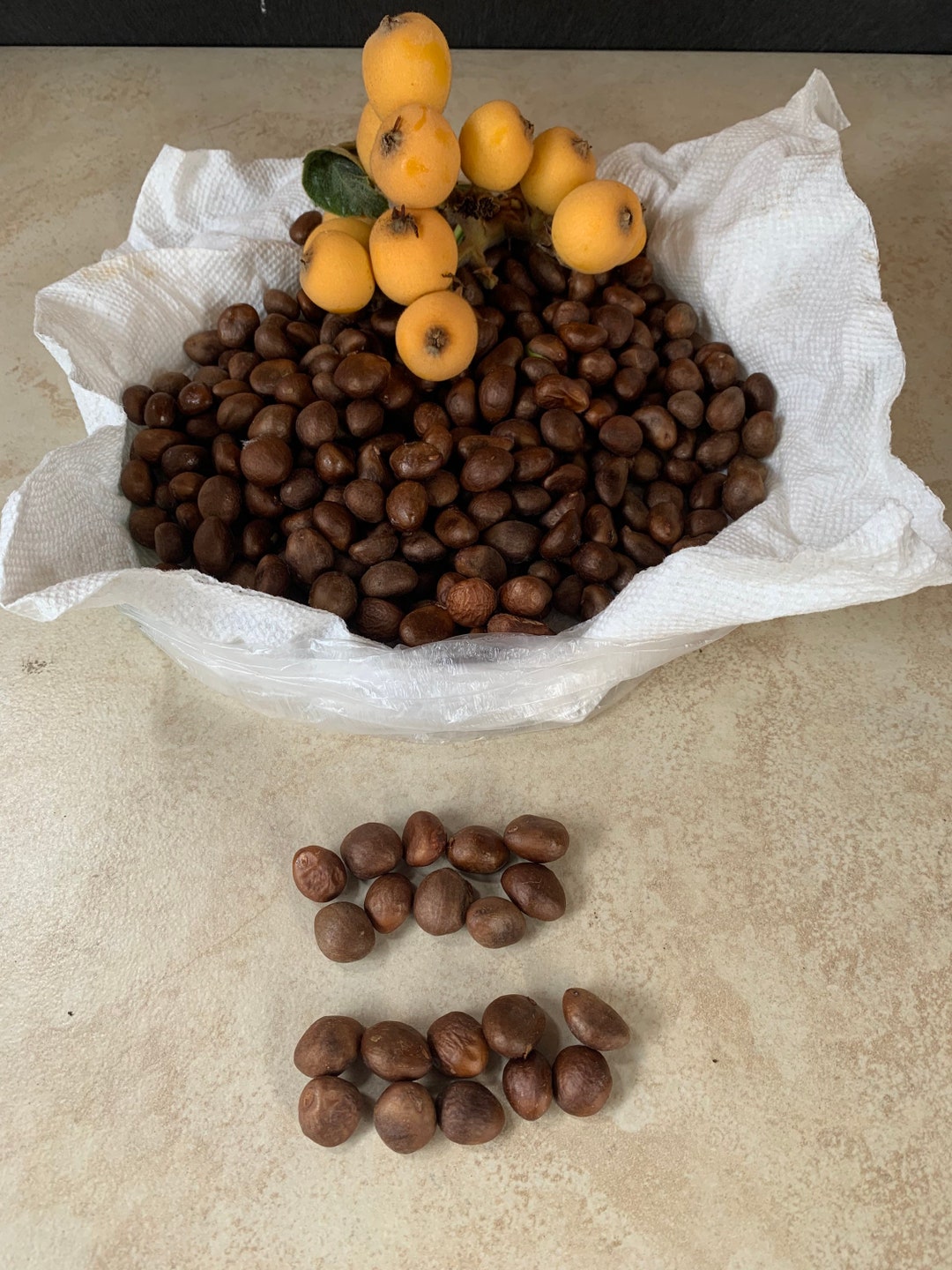 20 Fresh Loquat Seeds, Golden Nugget Variety, Japanese Plum Fruit ...