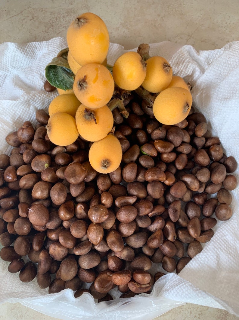20 Fresh Loquat Seeds, Golden Nugget Variety, Japanese Plum Fruit ...