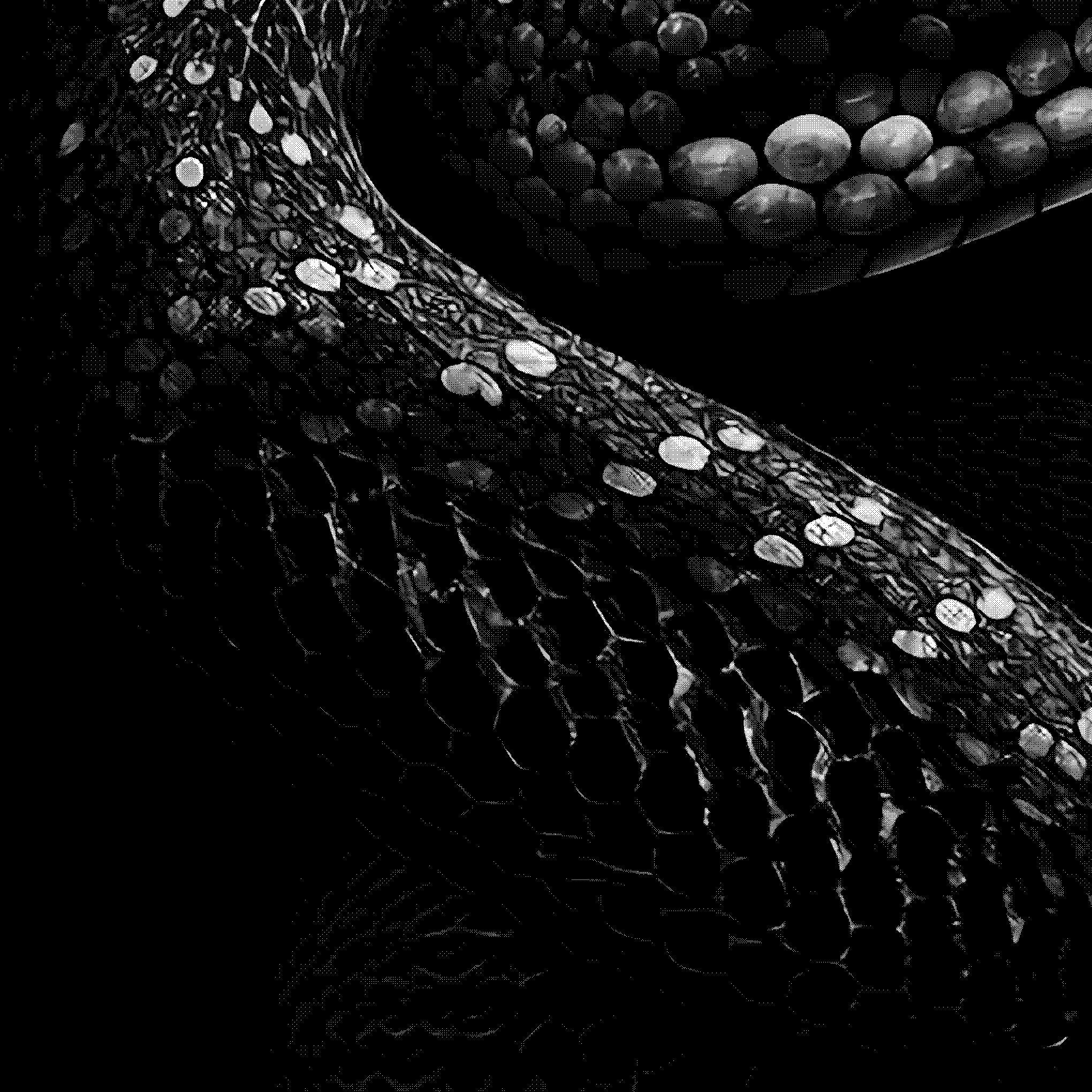 Snake PNG Ultra High Definition Render T Shirts Album Artwork Retail ...