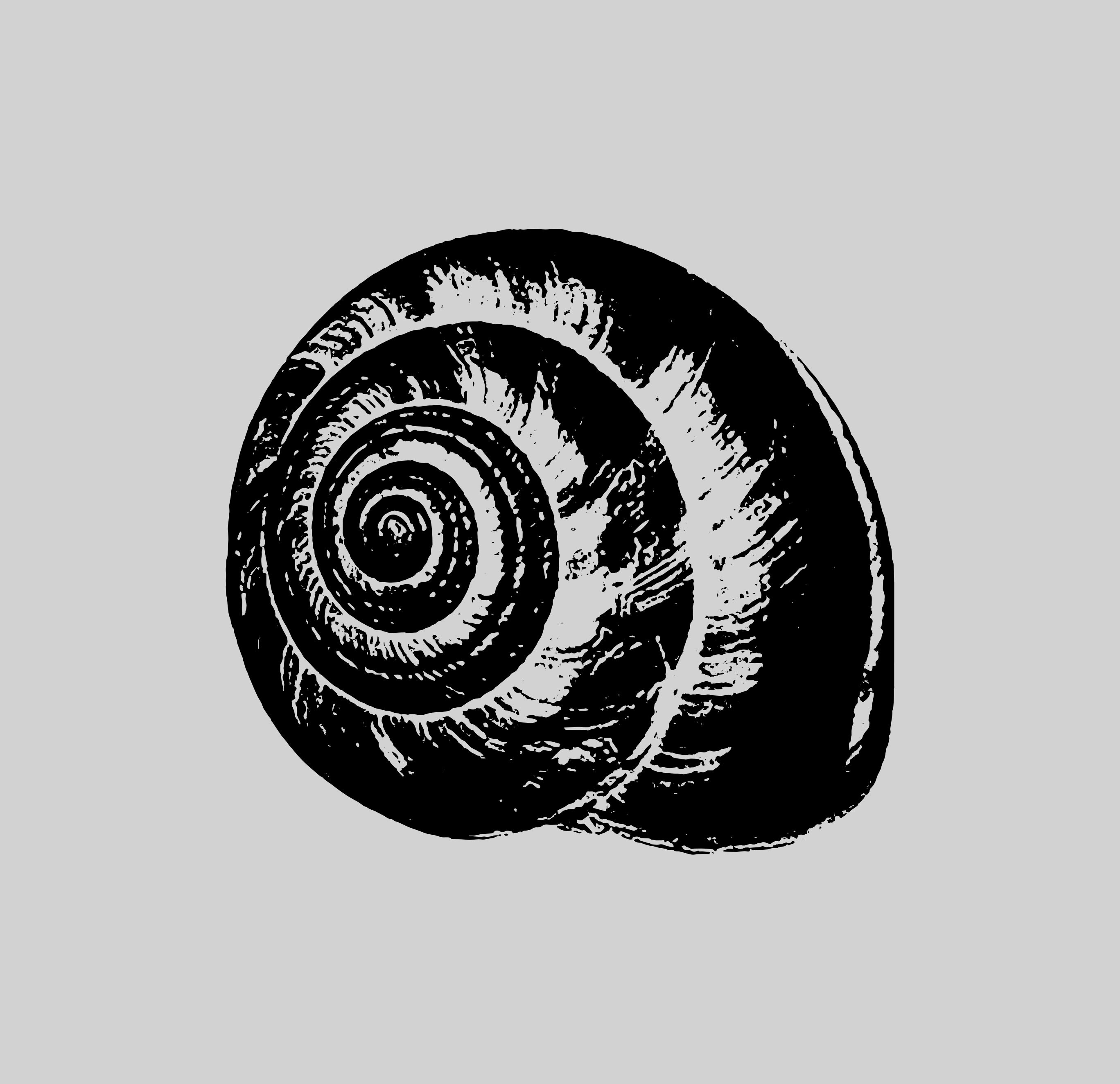 Grunge Snail Shell SVG Airbrush Texture, Silhouette, Cricut, Clipart ...