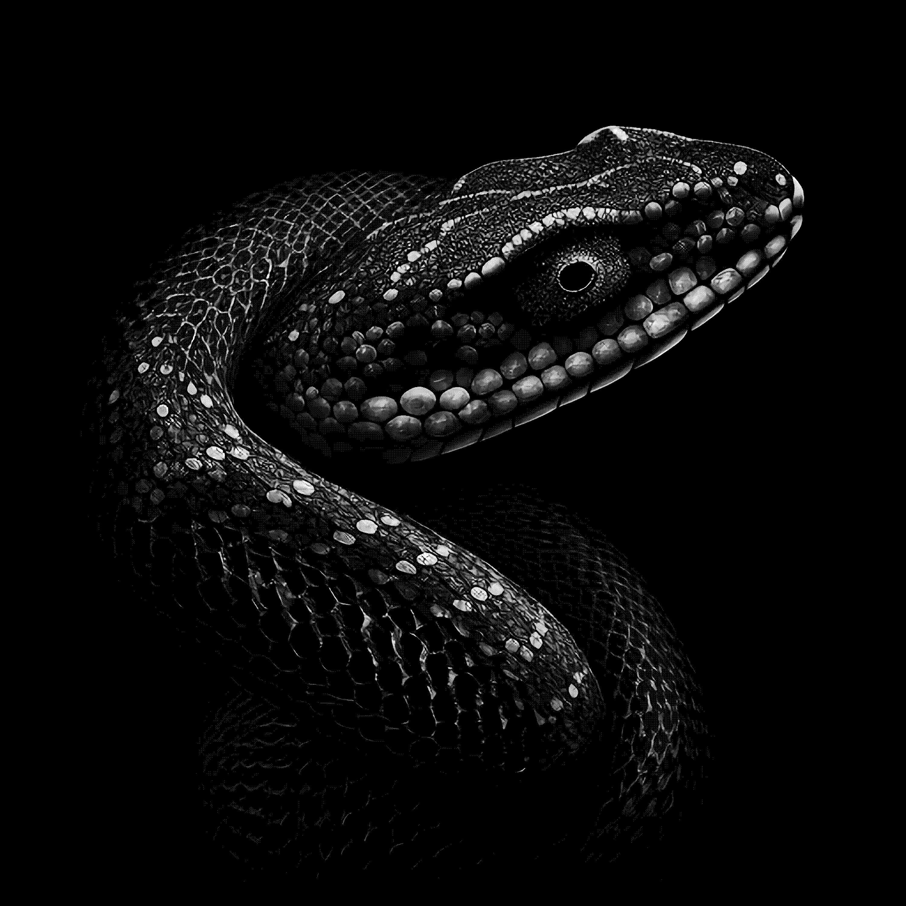 Snake PNG Ultra High Definition Render T Shirts Album Artwork Retail ...