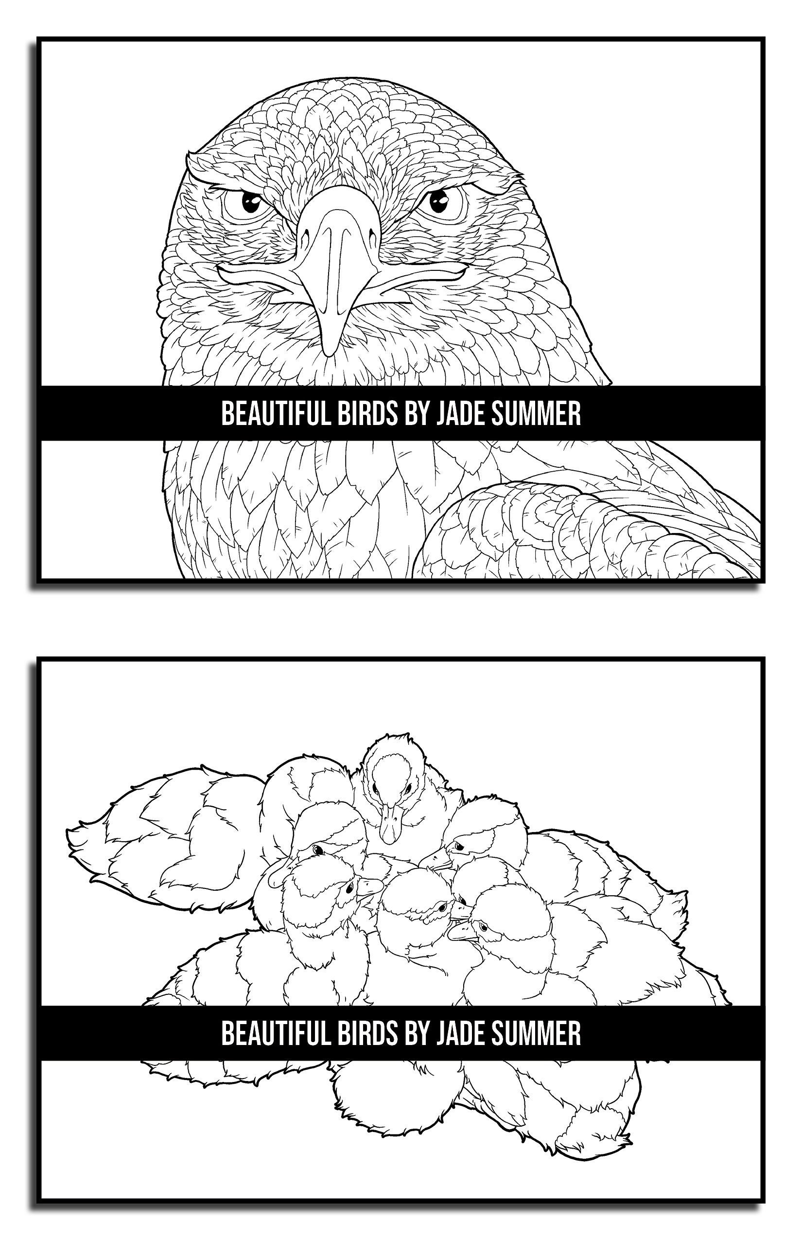 Animal Coloring Pages: Beautiful Birds Adult Coloring Book by - Etsy