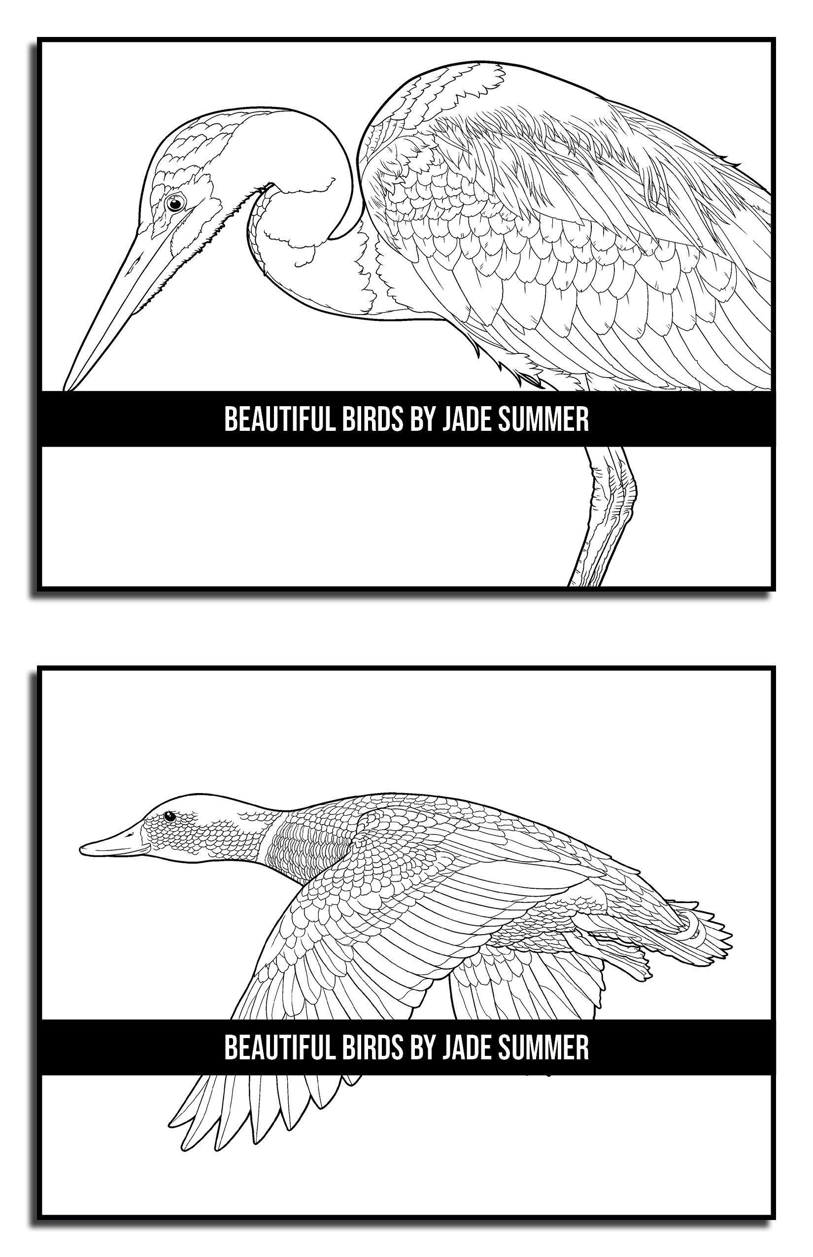 Animal Coloring Pages: Beautiful Birds Adult Coloring Book by - Etsy