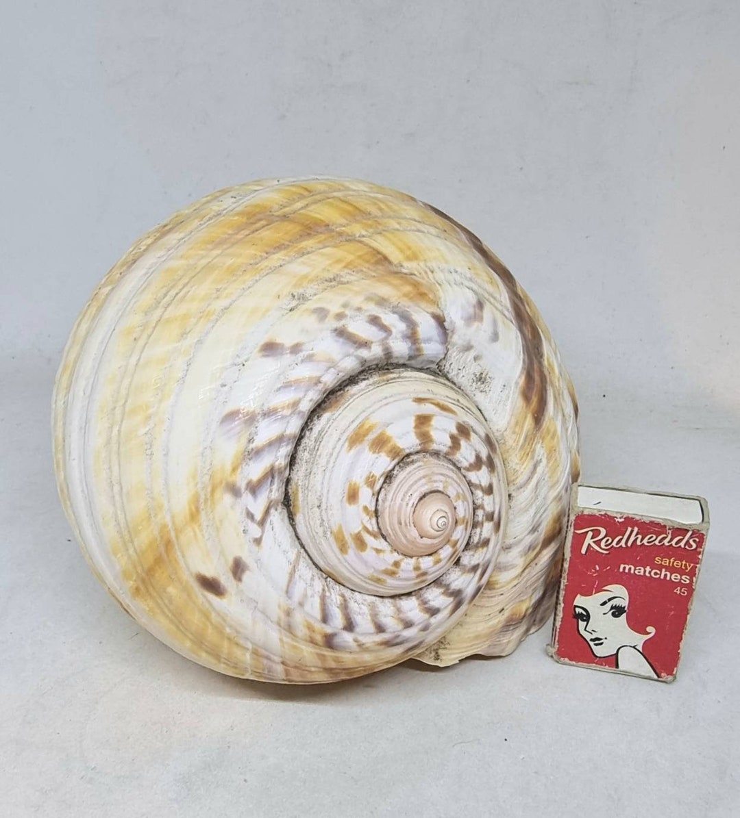 An Old Large Shell Natural Seashell Collectable Tonna Galea Shell ...