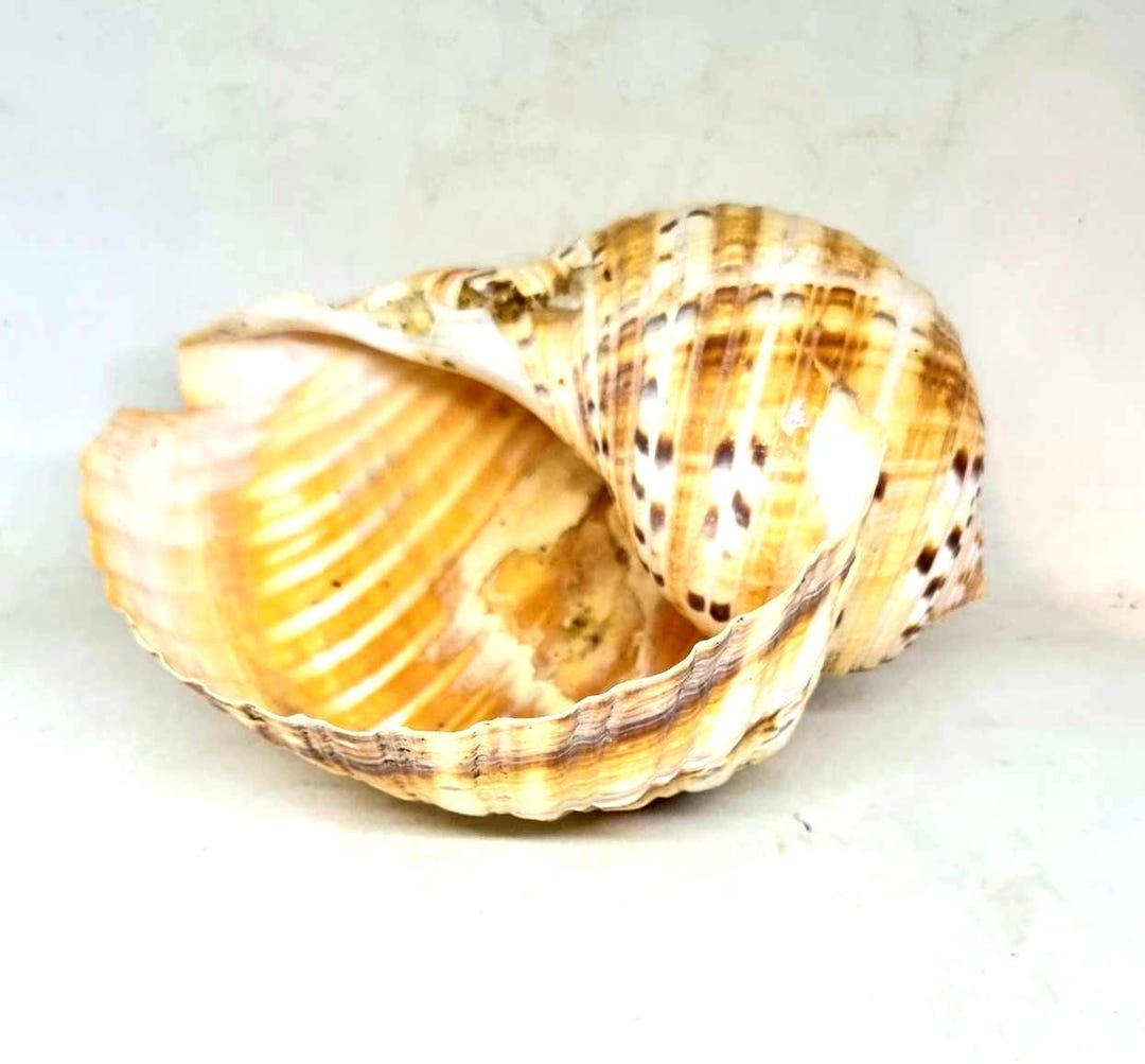 An Old Large Shell - Natural Seashell - Collectable - Tonna Galea Shell ...