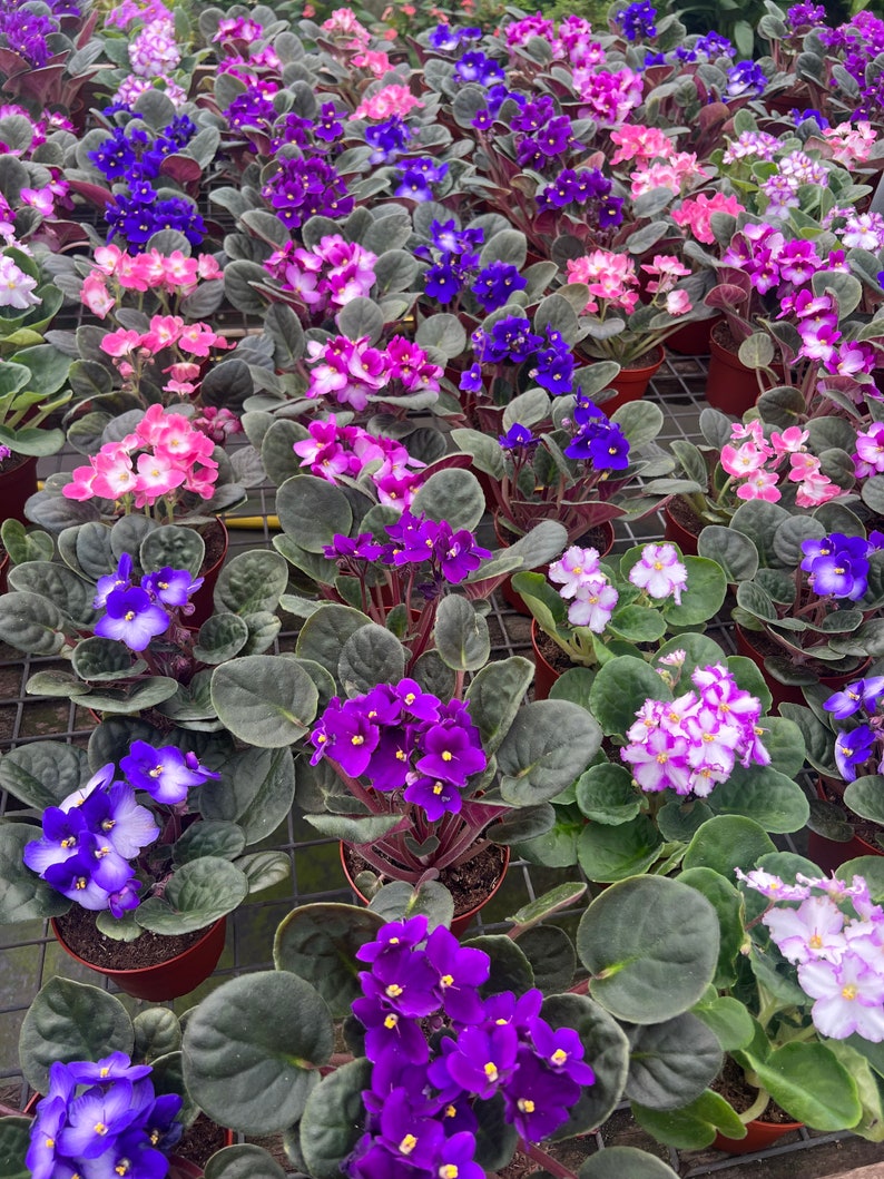 3” African Violets (asst. Colors) - Etsy