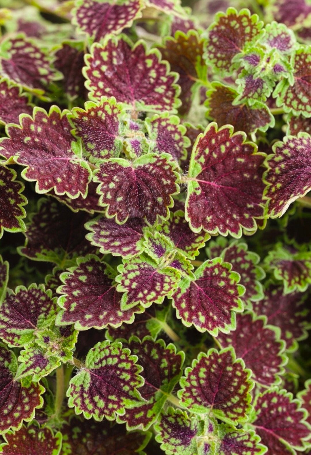 4.5” Chocolate Drop Coleus (proven Winner Collection) - Etsy