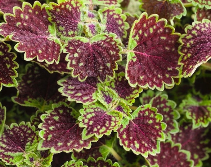 4.5” Chocolate Drop Coleus (proven Winner Collection) - Etsy