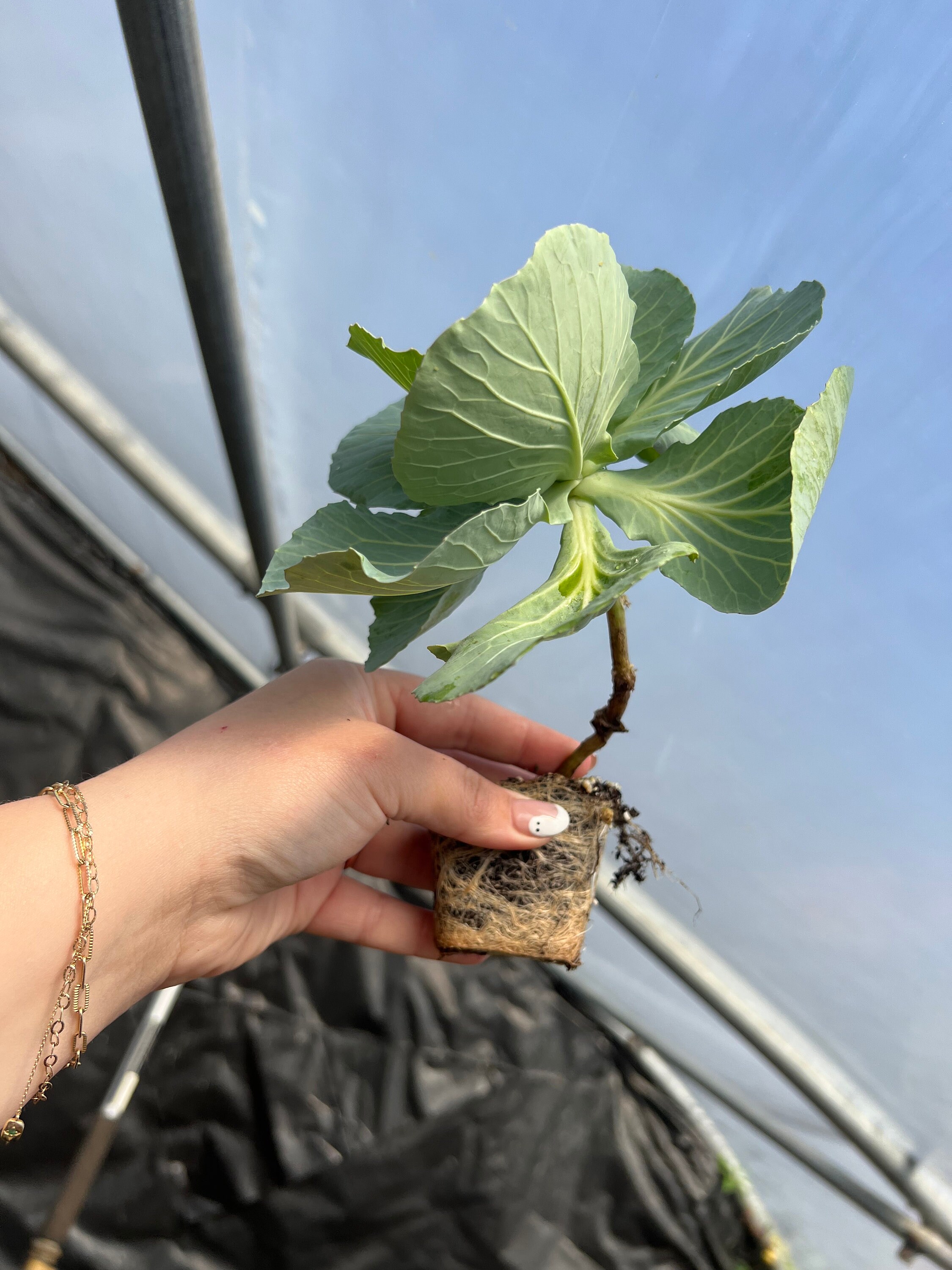 Bravo Cabbage Plugs - Etsy