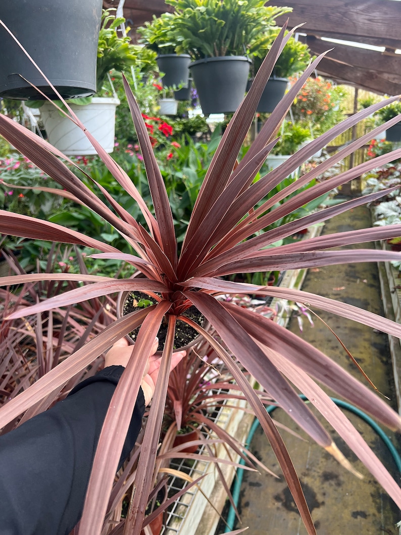 6” Rooted Red Spike (cordyline) - Etsy