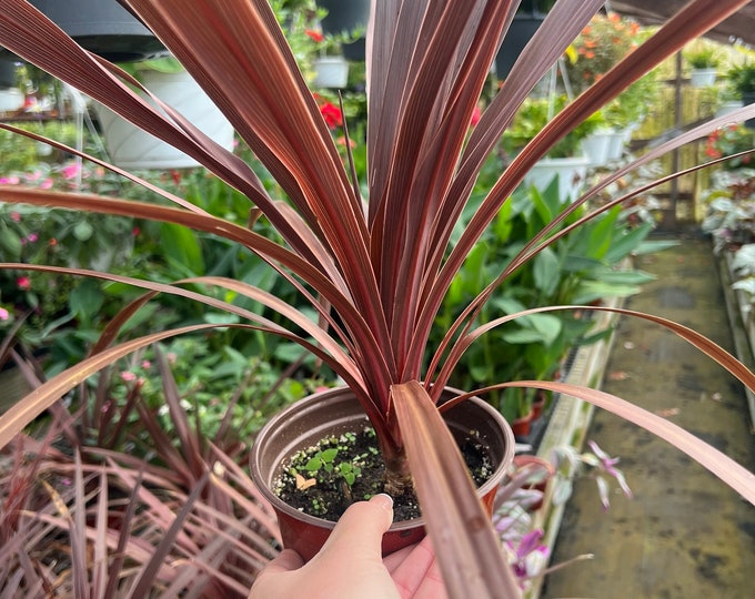 Spike Starter Plant Dracaena Indivisa - Etsy