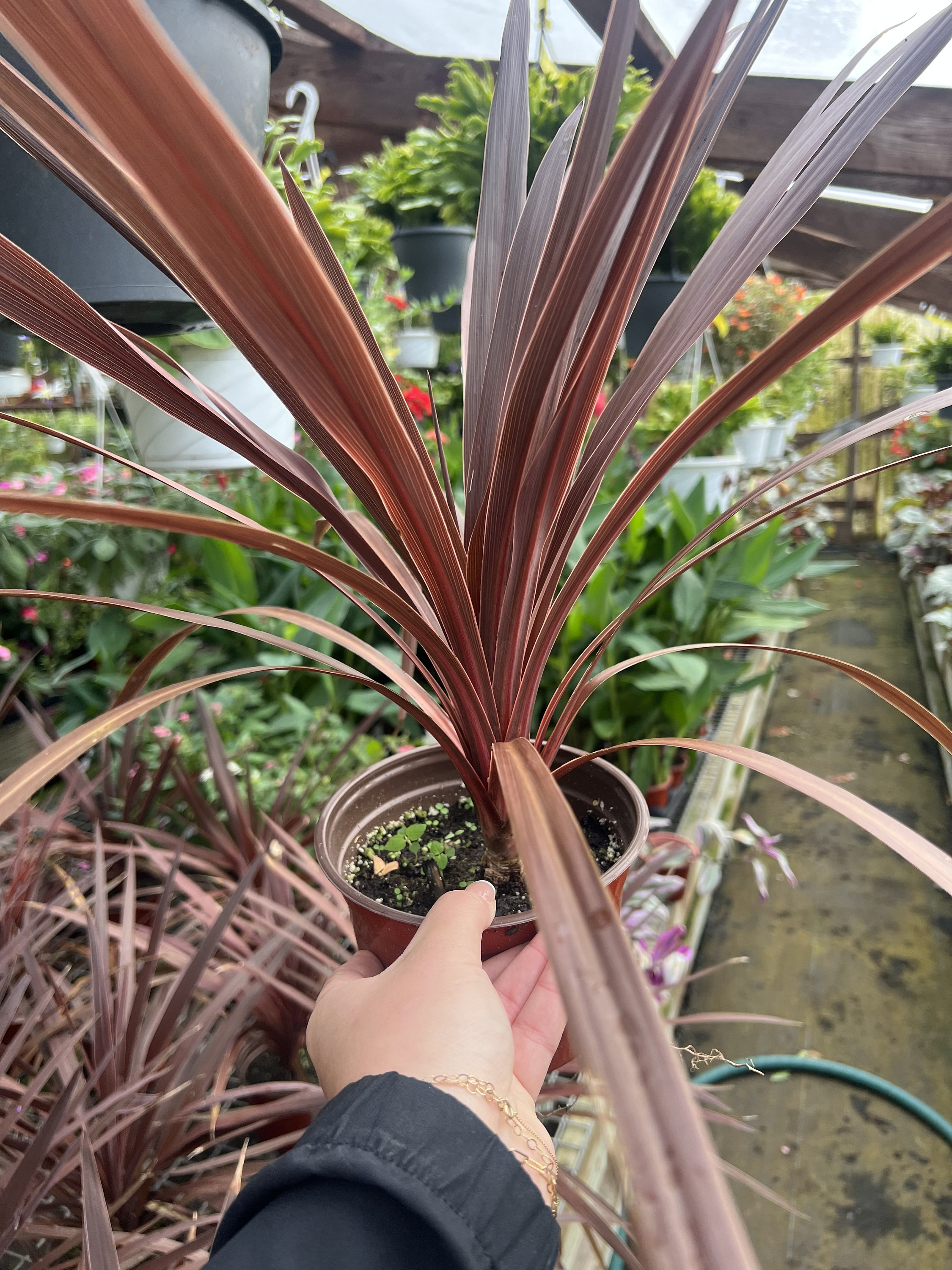 6 Rooted Red Spike cordyline - Etsy