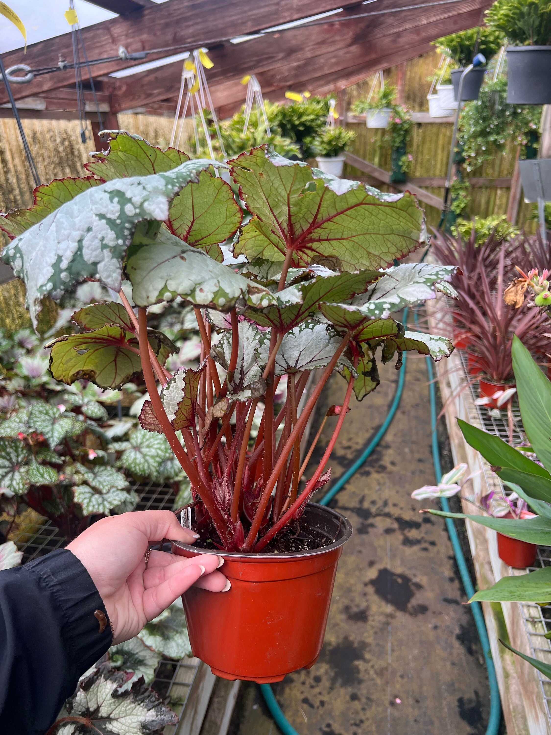 6 Rooted Rex Begonias - Etsy