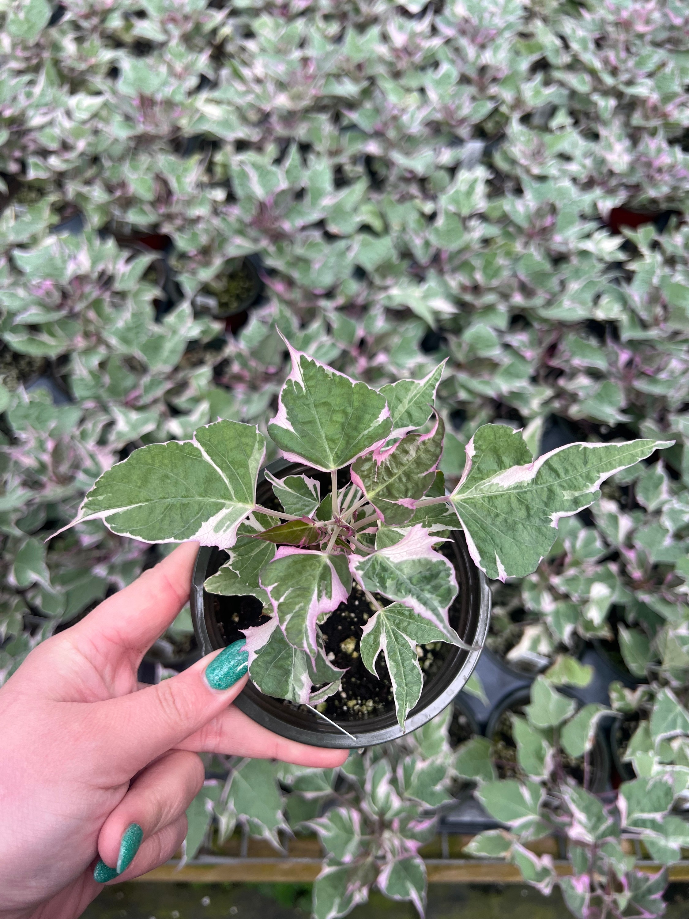4.5” Live Sweet Potato Vine (tricolor) - Etsy