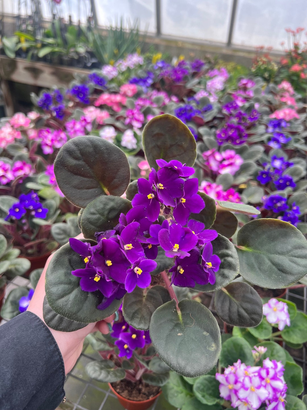 3” African Violets (asst. Colors) - Etsy