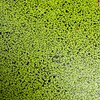 100-200g, Wolffia Globosa Superfood Powder | 40 %+ Protein Plant Source ...