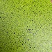 100-200g, Wolffia Globosa Superfood Powder | 40 %+ Protein Plant Source ...